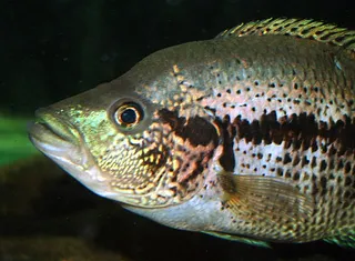 Red Dovii? | MonsterFishKeepers.com