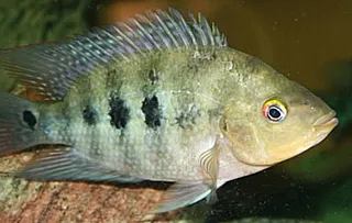 Red Dovii? | MonsterFishKeepers.com