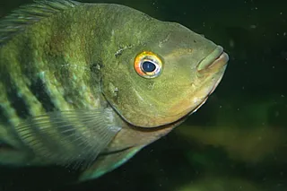 Red Dovii? | MonsterFishKeepers.com