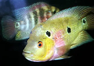 Red Dovii? | MonsterFishKeepers.com