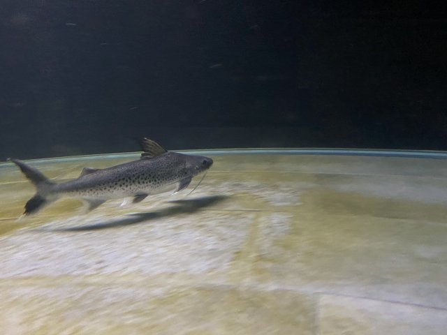 For Sale - Lince Catfish 16 inches | MonsterFishKeepers.com