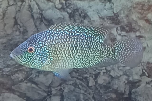 Blue Texas Cichlid | MonsterFishKeepers.com