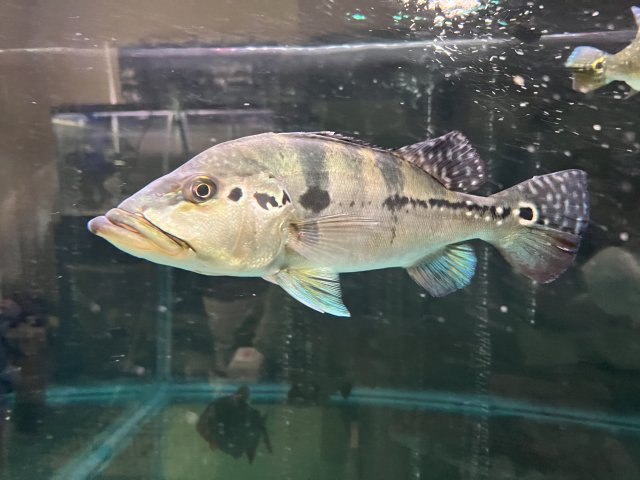 For Sale - Azul bass 12in | MonsterFishKeepers.com