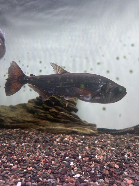 For Trade - Vampire payara | MonsterFishKeepers.com