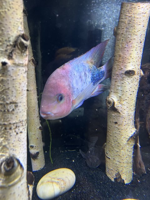 For Sale - Veja Cichlid And Atatbao Pike | MonsterFishKeepers.com