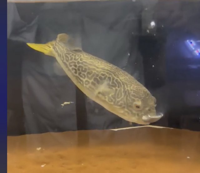 For Sale - Large MBU puffer for sale pu in SOCAL | MonsterFishKeepers.com