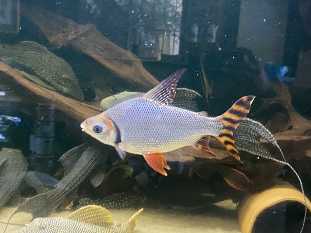 For Sale - Red Flagtail | MonsterFishKeepers.com