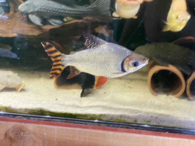 For Sale - Red Flagtail | MonsterFishKeepers.com