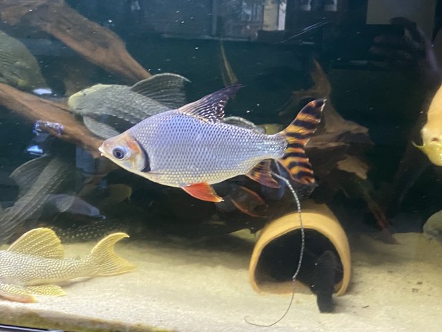 For Sale - Red Flagtail | MonsterFishKeepers.com