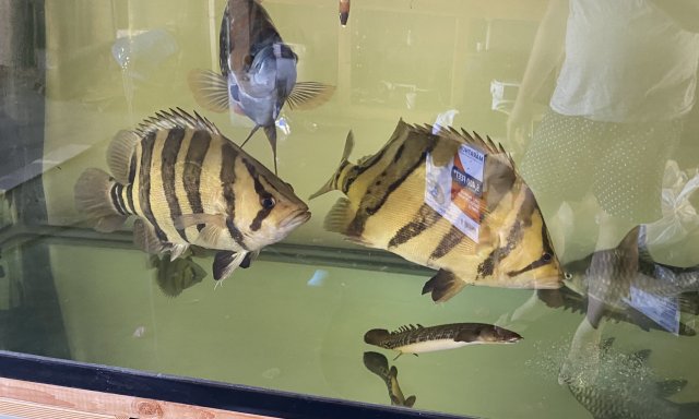 For Sale - 17 inch highbody SUMATRA datnoid. | MonsterFishKeepers.com