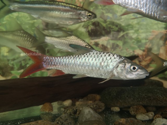 1st in the world | MonsterFishKeepers.com