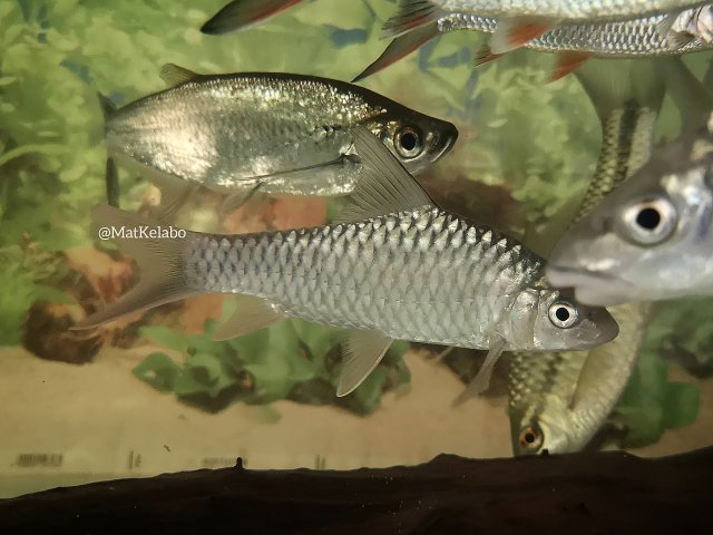 1st in the world | MonsterFishKeepers.com