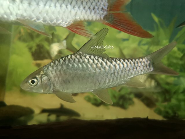 1st in the world | MonsterFishKeepers.com