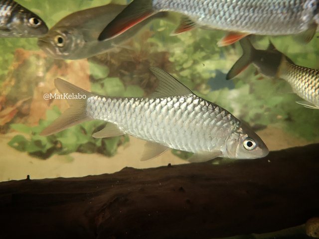 1st in the world | MonsterFishKeepers.com