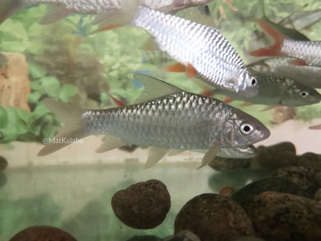 1st in the world | MonsterFishKeepers.com