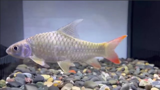 1st in the world | MonsterFishKeepers.com