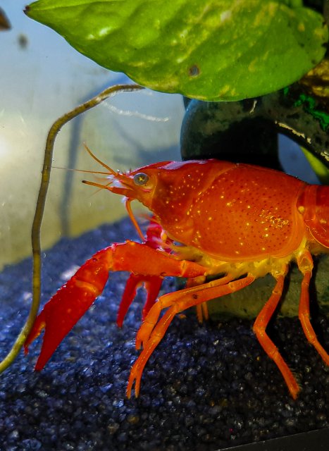 Crayfish antenna damaged | MonsterFishKeepers.com