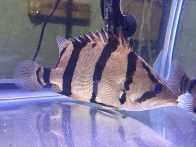 New NTT | MonsterFishKeepers.com