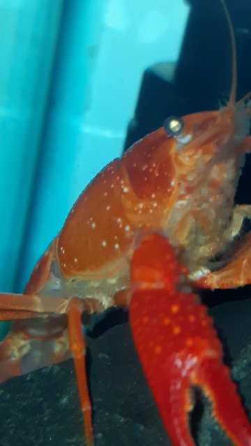 Are these white spot disease on my crayfish or just color pattern ...