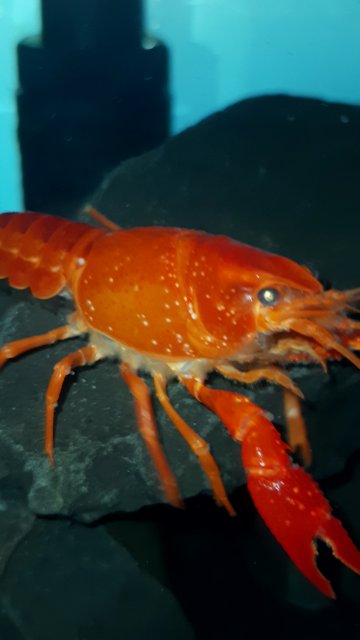 Are these white spot disease on my crayfish or just color pattern ...