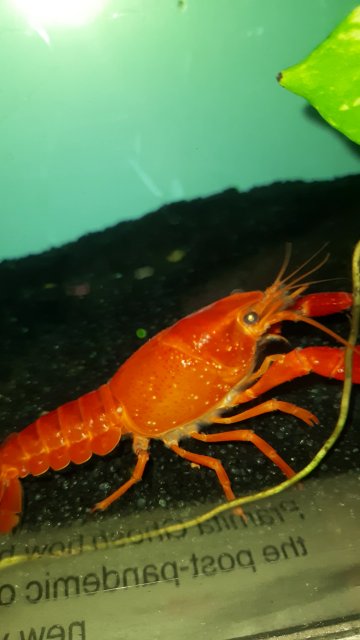 Are these white spot disease on my crayfish or just color pattern ...