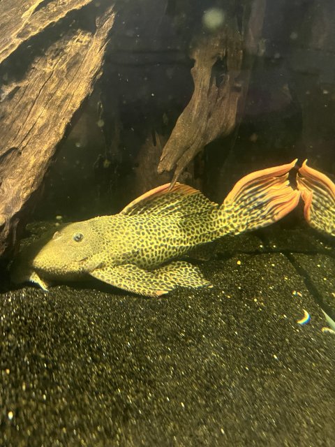 For Sale - L600 12” | MonsterFishKeepers.com
