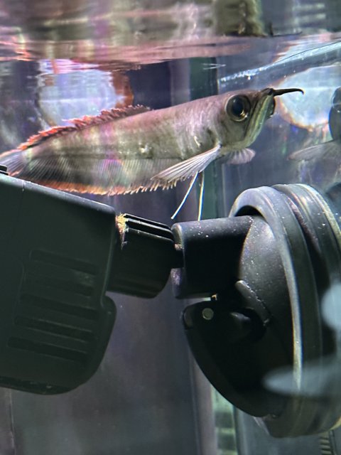 Black Arowana Help! | MonsterFishKeepers.com