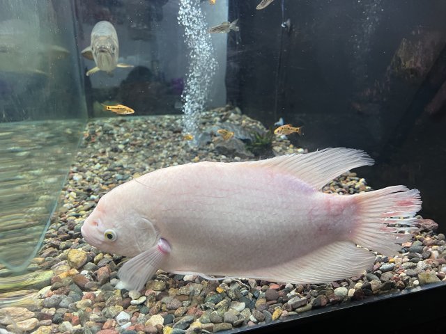 For Sale - Giant gourami (white) | MonsterFishKeepers.com