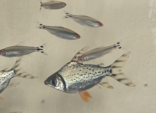 For Sale - 4inch Shortbody Red Flagtail | MonsterFishKeepers.com