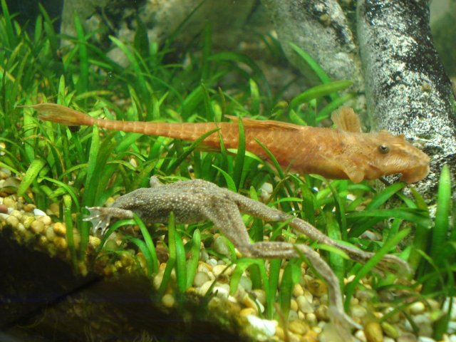 Red Lizard Whiptail Catfish | MonsterFishKeepers.com
