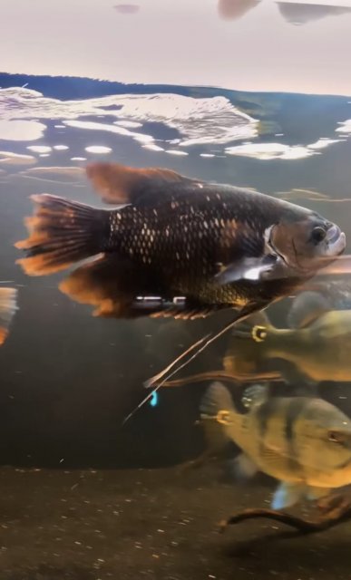 For Sale - Short body red tail giant gourami | MonsterFishKeepers.com