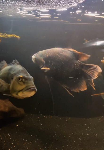 For Sale - Short body red tail giant gourami | MonsterFishKeepers.com