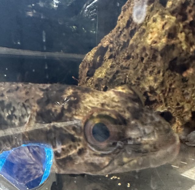 For Sale - Aimara wolf fish | MonsterFishKeepers.com