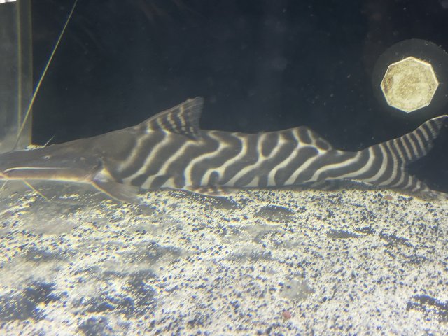 For Sale - Tigrinus catfish | MonsterFishKeepers.com