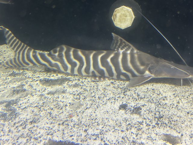 For Sale - Tigrinus catfish | MonsterFishKeepers.com