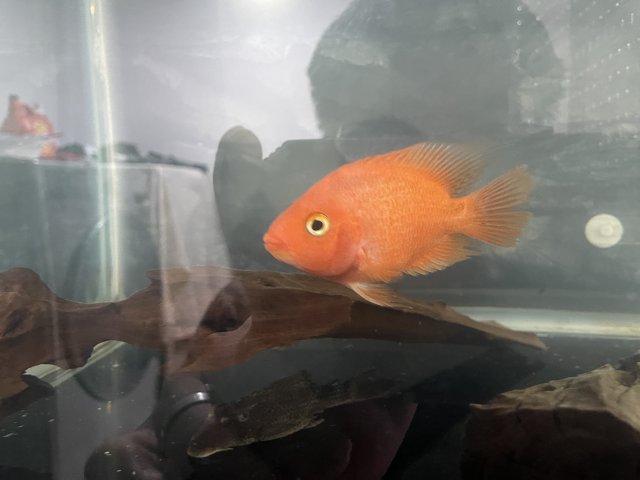Red Mammon? | MonsterFishKeepers.com