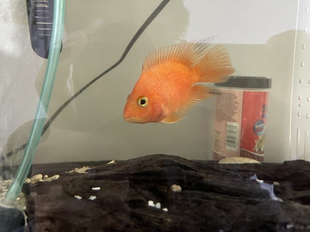 Red Mammon? | MonsterFishKeepers.com