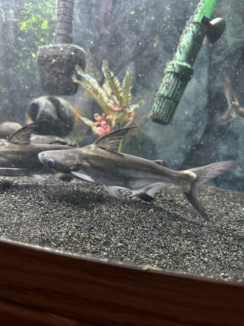 For Sale - Hifin Paroon Sharks | MonsterFishKeepers.com