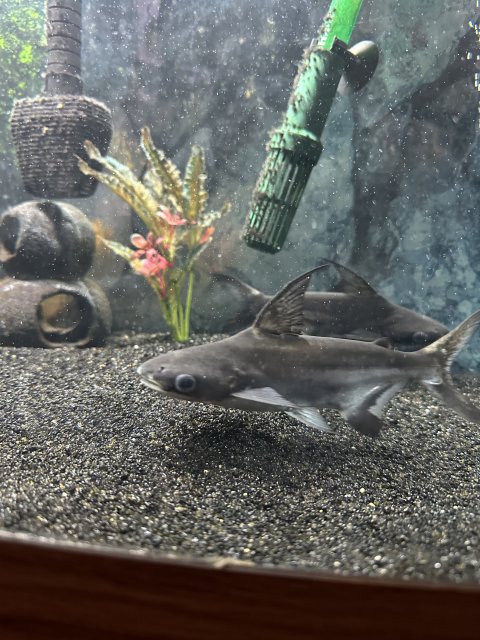 For Sale - Hifin Paroon Sharks | MonsterFishKeepers.com