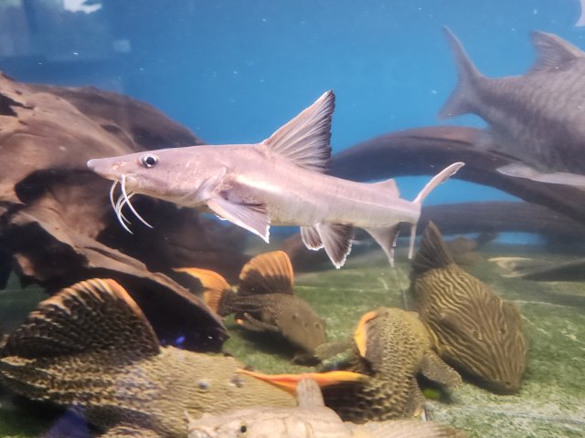For Sale - FS - 10 inch Stormii Catfish | MonsterFishKeepers.com