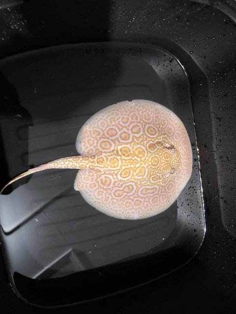 For Sale - Red lucy pair! | MonsterFishKeepers.com