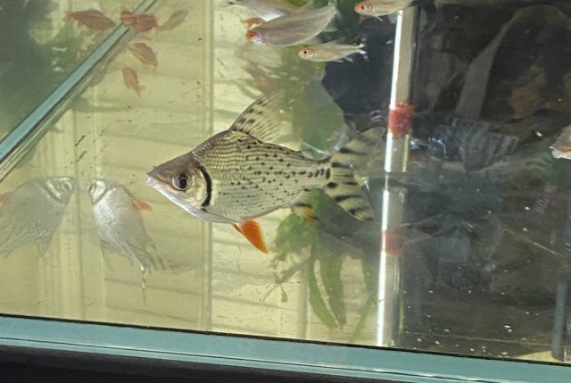 For Sale - 4inch SB Red Flagtail | MonsterFishKeepers.com