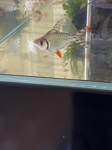 For Sale - 4inch SB Red Flagtail | MonsterFishKeepers.com