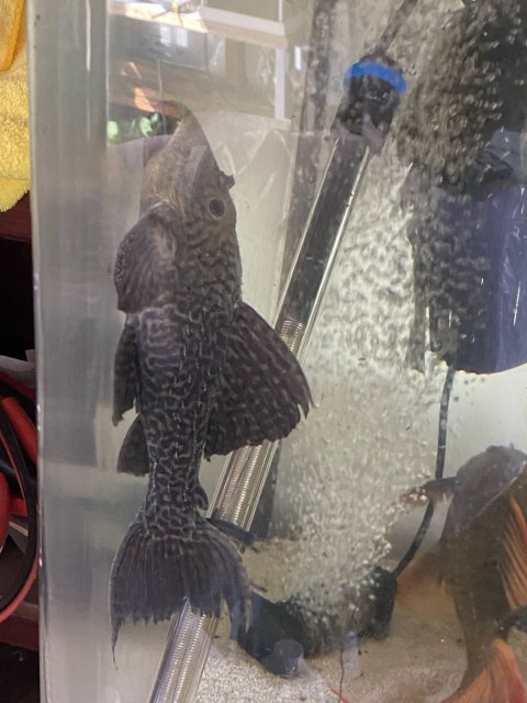 For Sale - 10inch L185 Pleco | MonsterFishKeepers.com