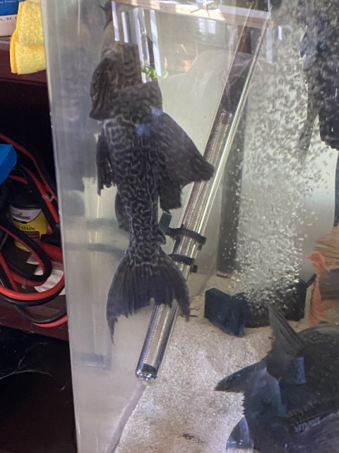 For Sale - 10inch L185 Pleco | MonsterFishKeepers.com