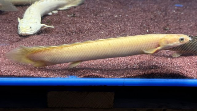 For Sale - Small bichirs | MonsterFishKeepers.com
