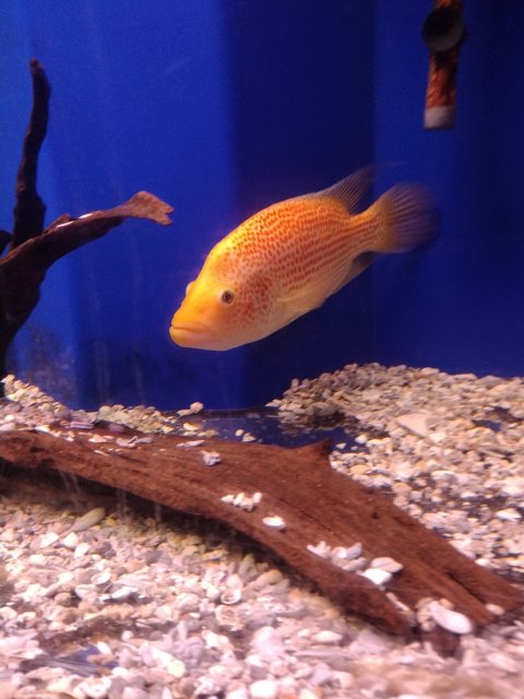 For Sale - Large Red Dovii pair | MonsterFishKeepers.com
