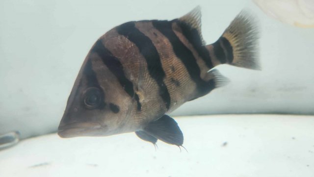 For Sale - 3 bars datnoid | MonsterFishKeepers.com