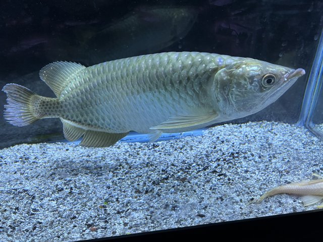 For Sale - Australia Arowana Jardini and albino pleco ...