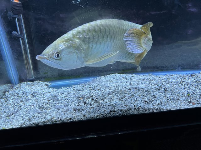 For Sale - Australia Arowana Jardini and albino pleco ...